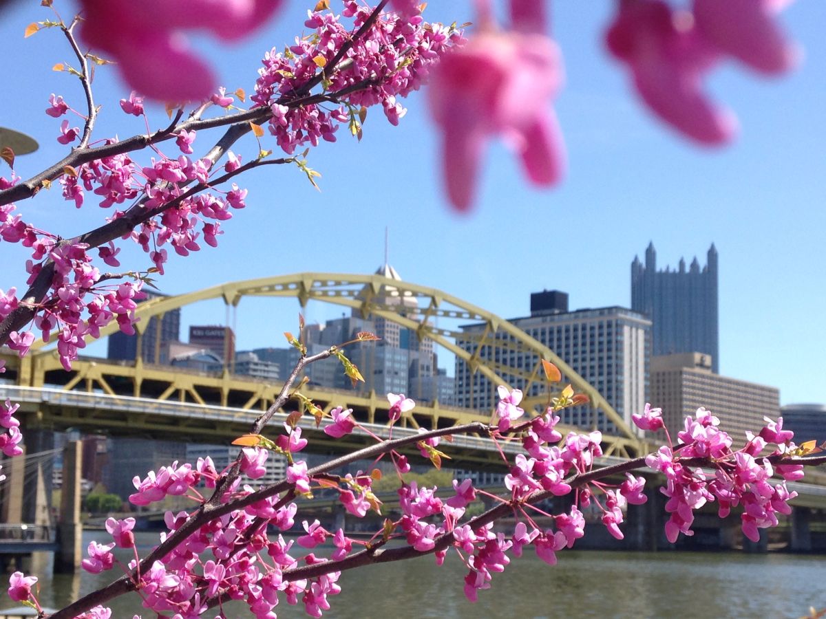 Pittsburgh Blooms in Redbuds - Visit USA