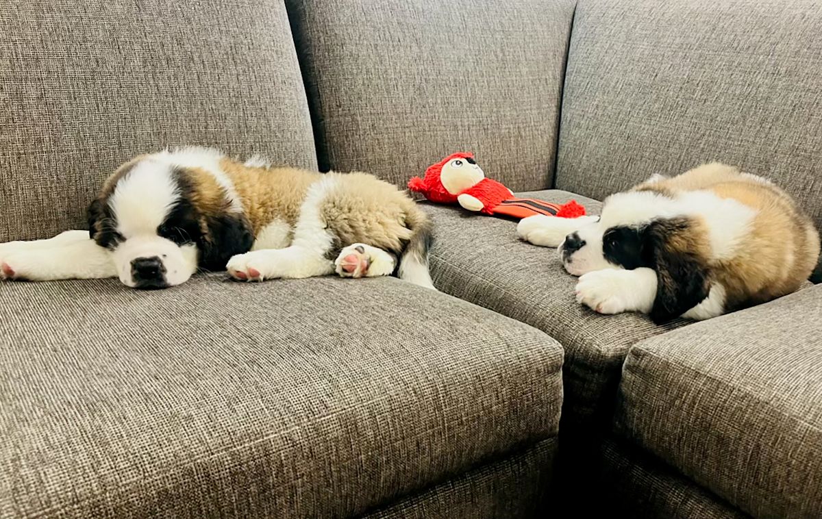 Puppies on the Peak: Timberline Lodge in Oregon welcomes new arrivals ...